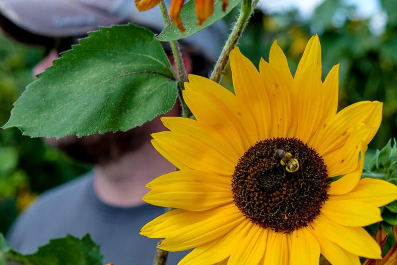 Where To Go Sunflower Picking In Greenville SC [Review]