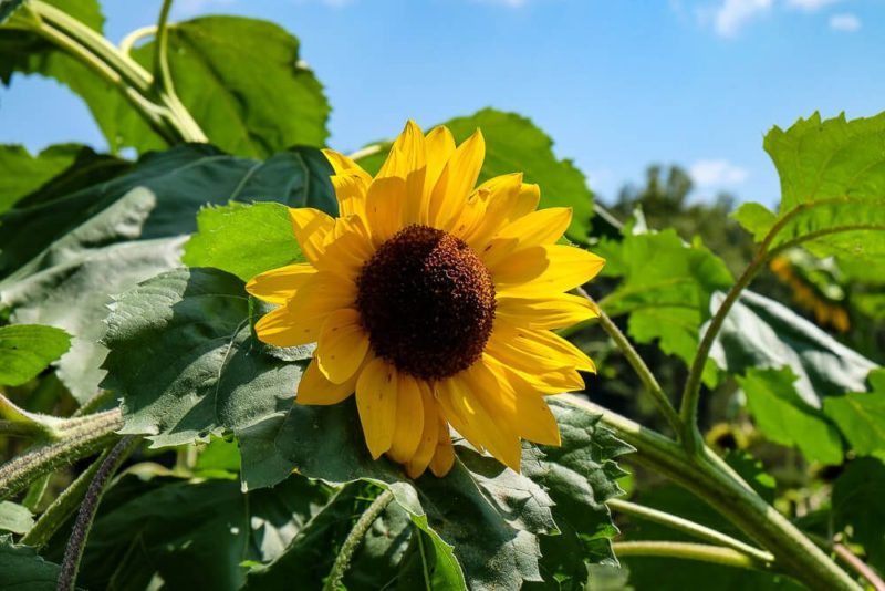 Where To Go Sunflower Picking In Greenville SC [Review]