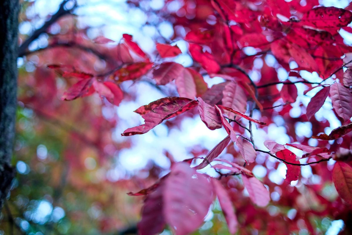 Visiting Greenville? A Local’s Guide Of What To Do In Greenville SC