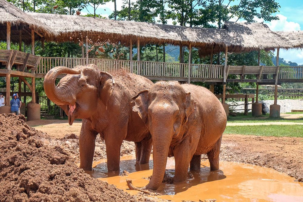 What To Expect From Elephant Nature Park Overnight Trip