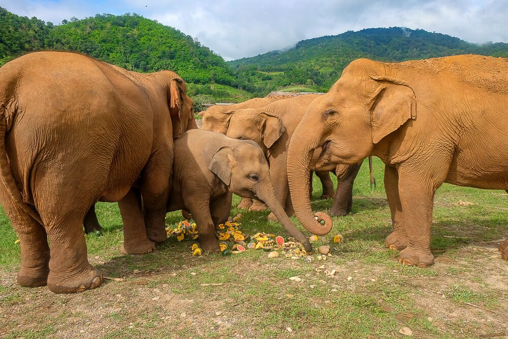 What To Expect From Elephant Nature Park Overnight Trip