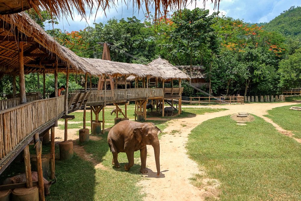 What To Expect From Elephant Nature Park Overnight Trip