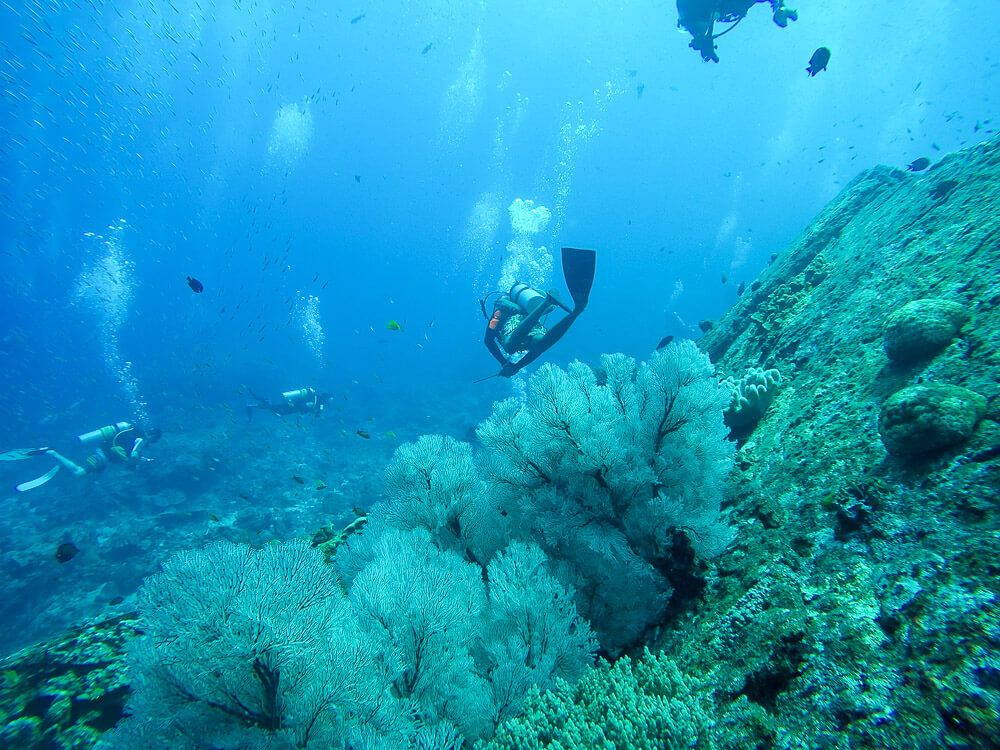 Similan Islands Diving: Why Sea Dragon Is The Best Liveaboard Trip