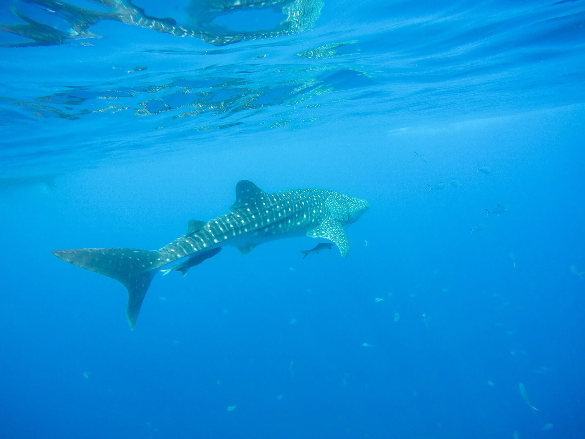 Similan Islands Diving: Why Sea Dragon Is The Best Liveaboard Trip