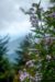 Hike the Andrews Bald Trail from Clingmans Dome