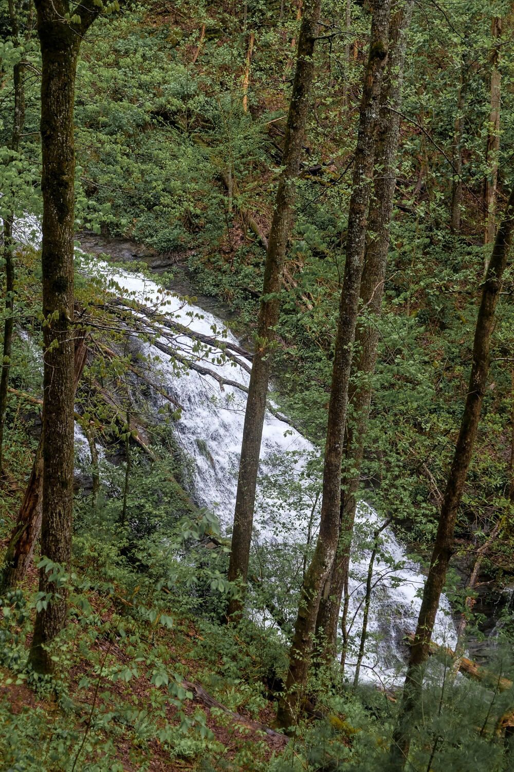 Hike the Rich Mountain Loop: Great Smoky Mountains