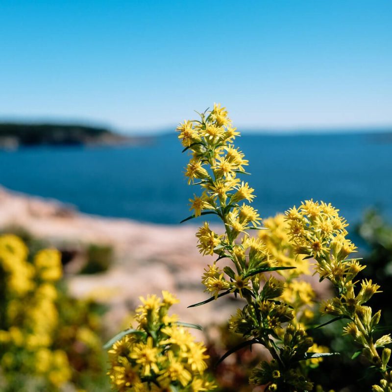 The Ultimate Guide to Visting Acadia National Park