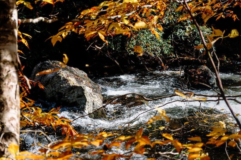 Hike the Deep Creek Trail Loop in the Smoky Mountains