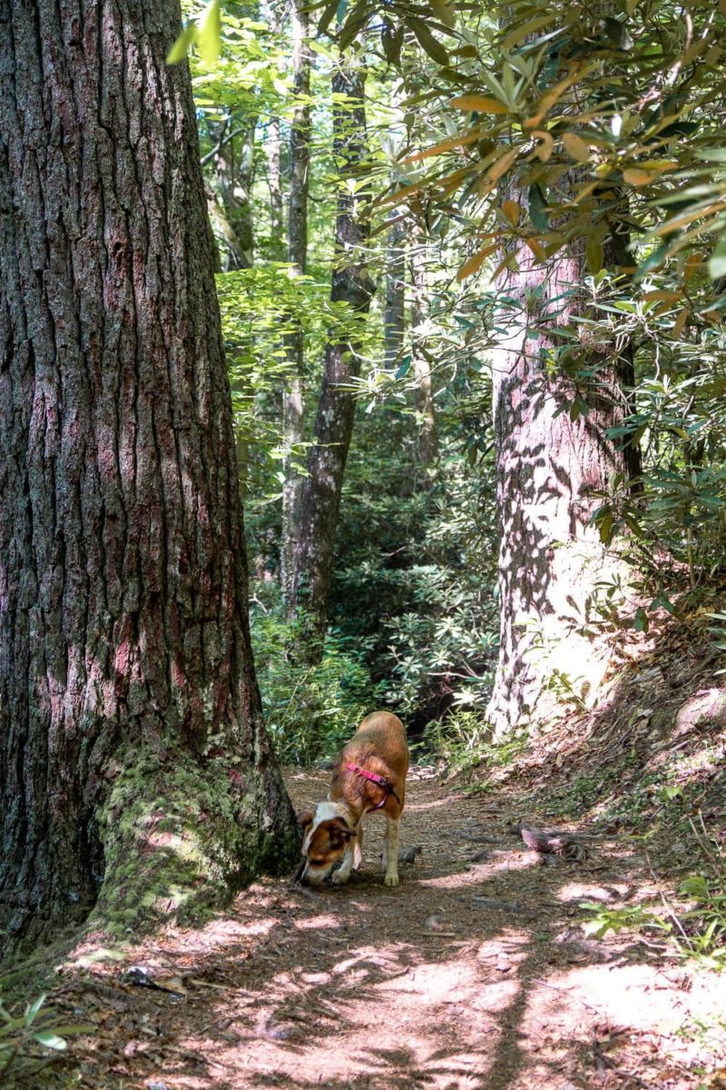 See the Waterfalls at Wildcat Wayside [Trail Guide]