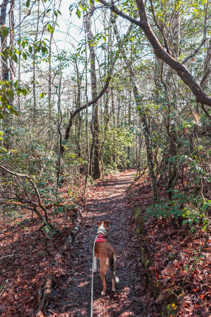 Hike the Raven Rock Loop [Trail Guide]