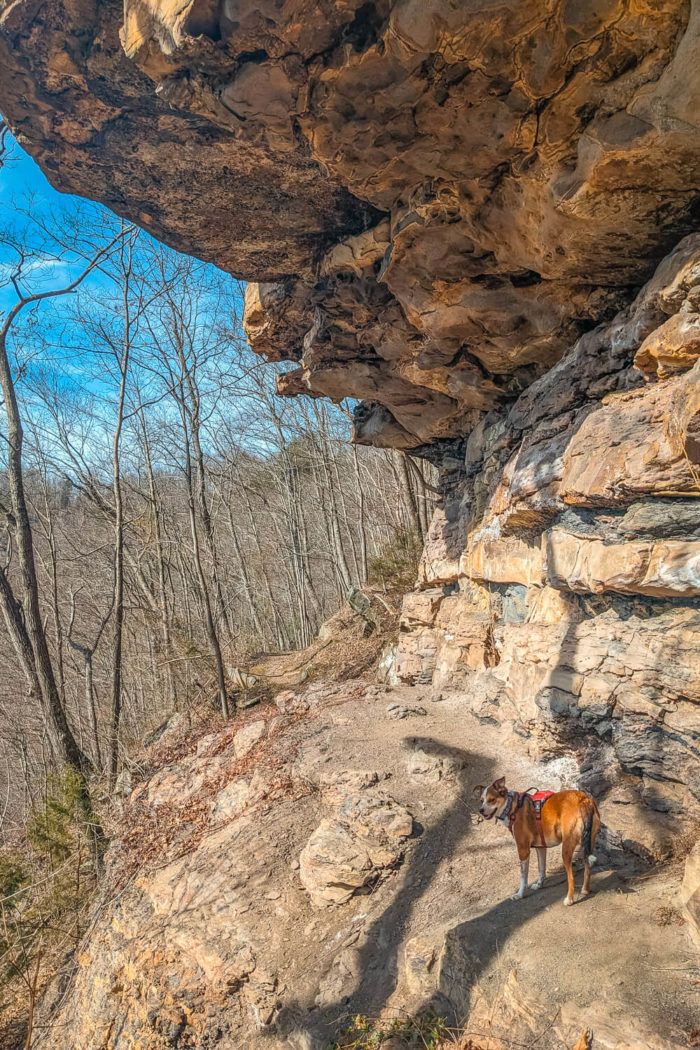 Cliffside Trail in Hawks Nest State Park [Trail Guide]